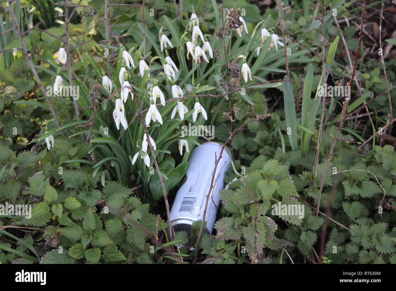 Beer can thrown ,discarded in clump of snow drops in British ...
