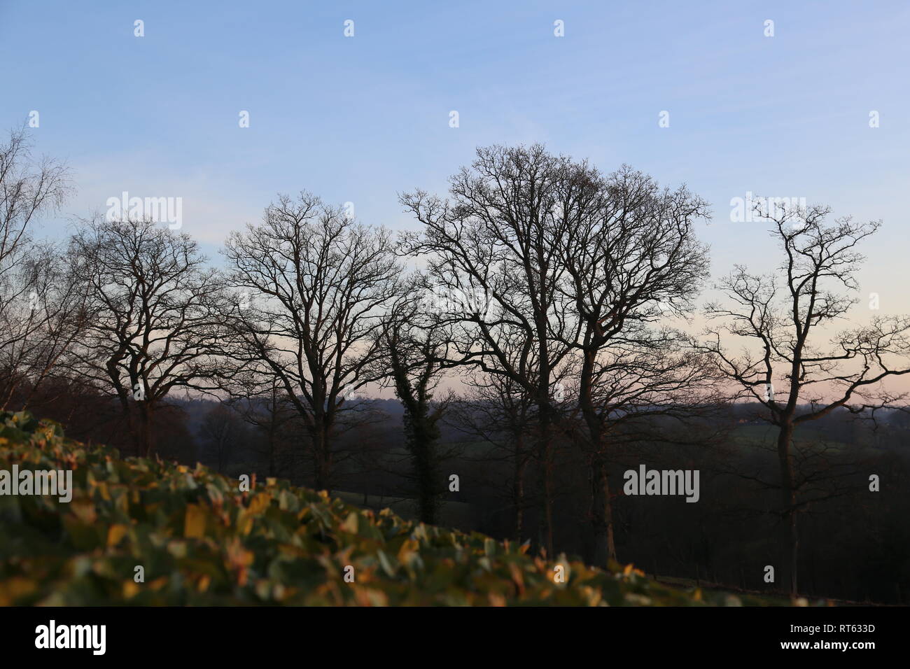 Trees in evening sunlight Stock Photo - Alamy