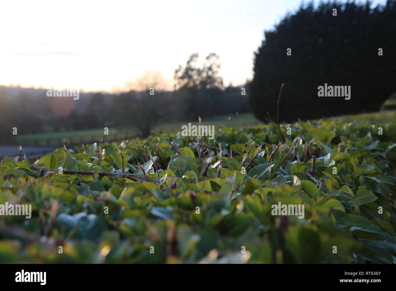 Top of bush in evening sun Stock Photo - Alamy