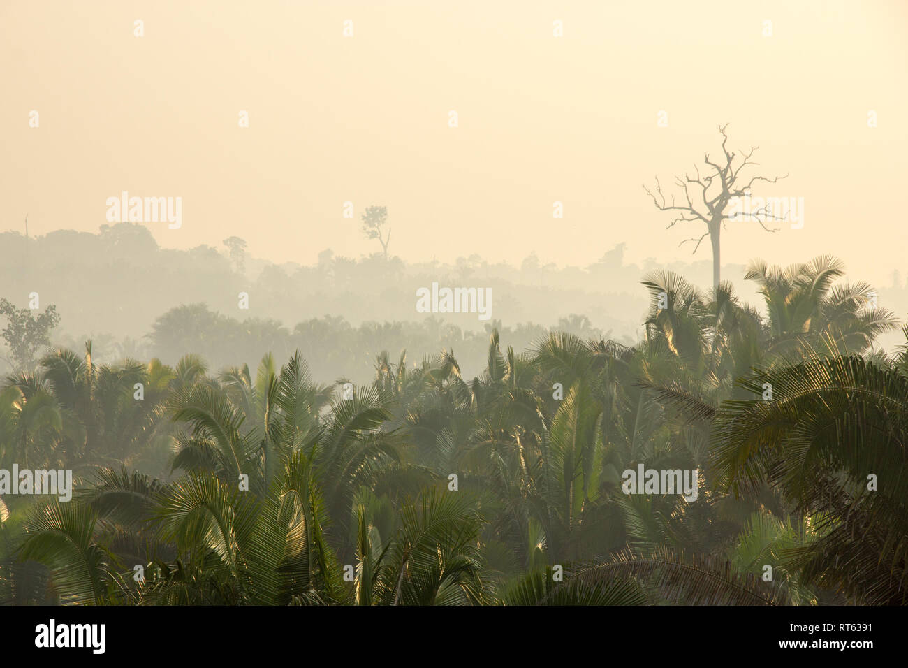 Manaus brazil amazon scenery hi-res stock photography and images - Alamy