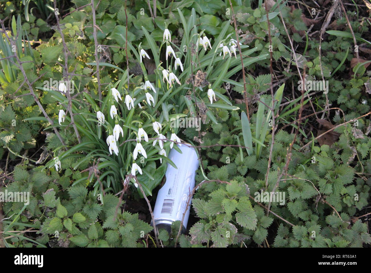 Beer can thrown ,discarded in clump of snow drops in British ...