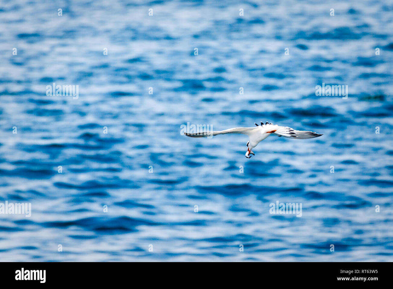 Seagull prey hi-res stock photography and images - Alamy