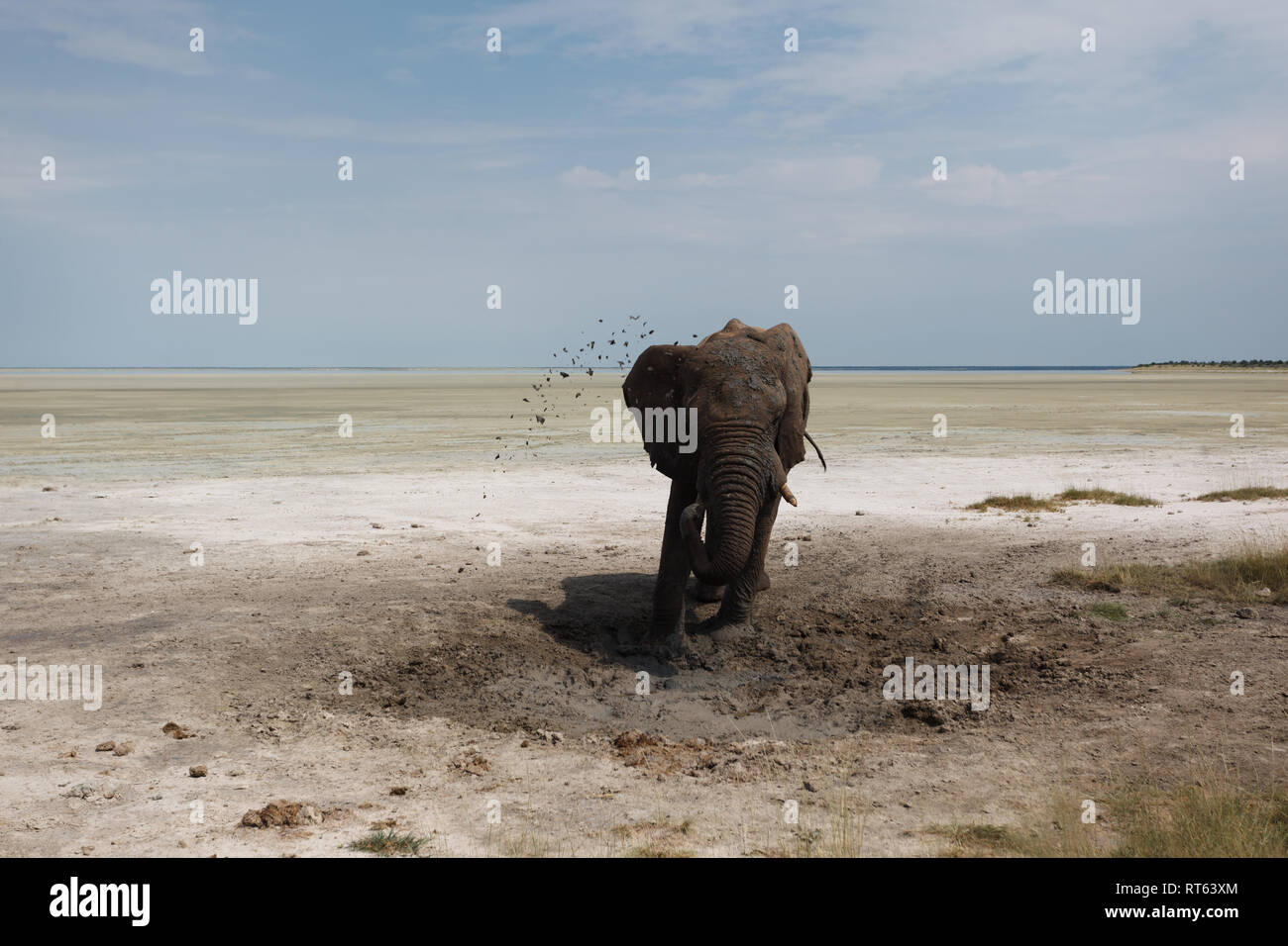 Closeup of elephant facing photographer covered with mud throwing mud ...
