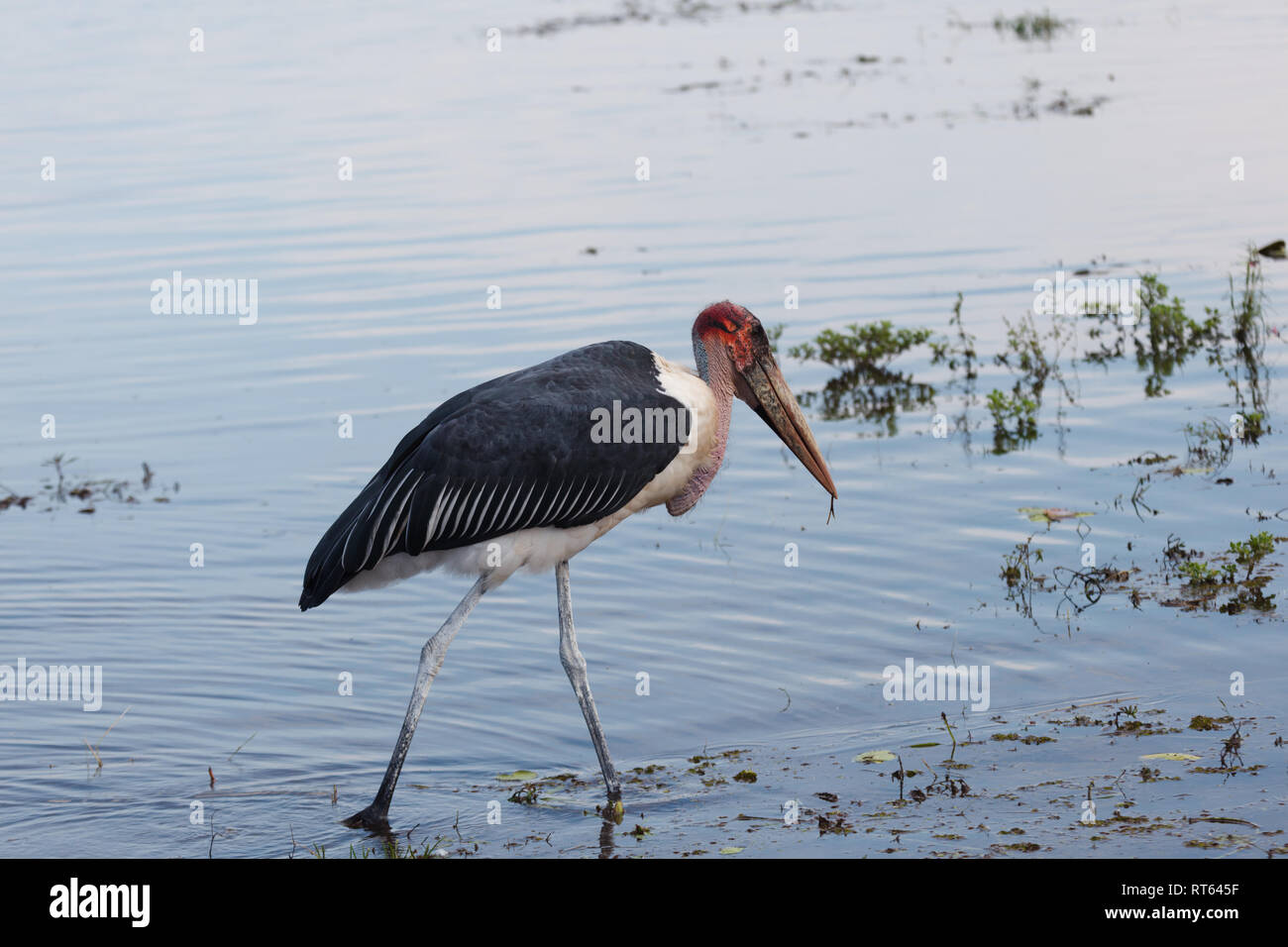 Crane marsh hi-res stock photography and images - Alamy