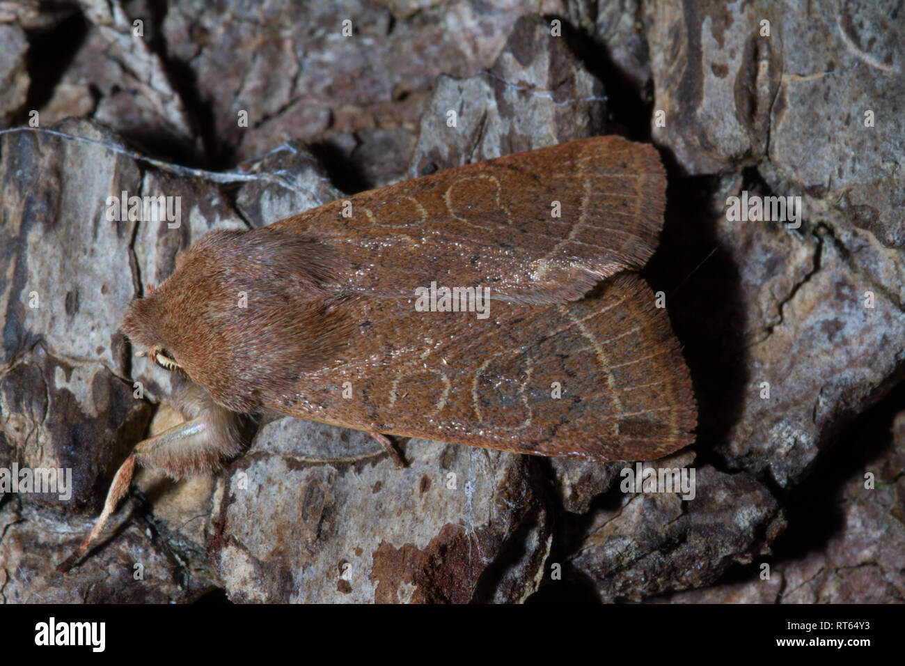 A Common Quaker moth (Orthosia cerasi) at rest on tree bark Stock Photo ...