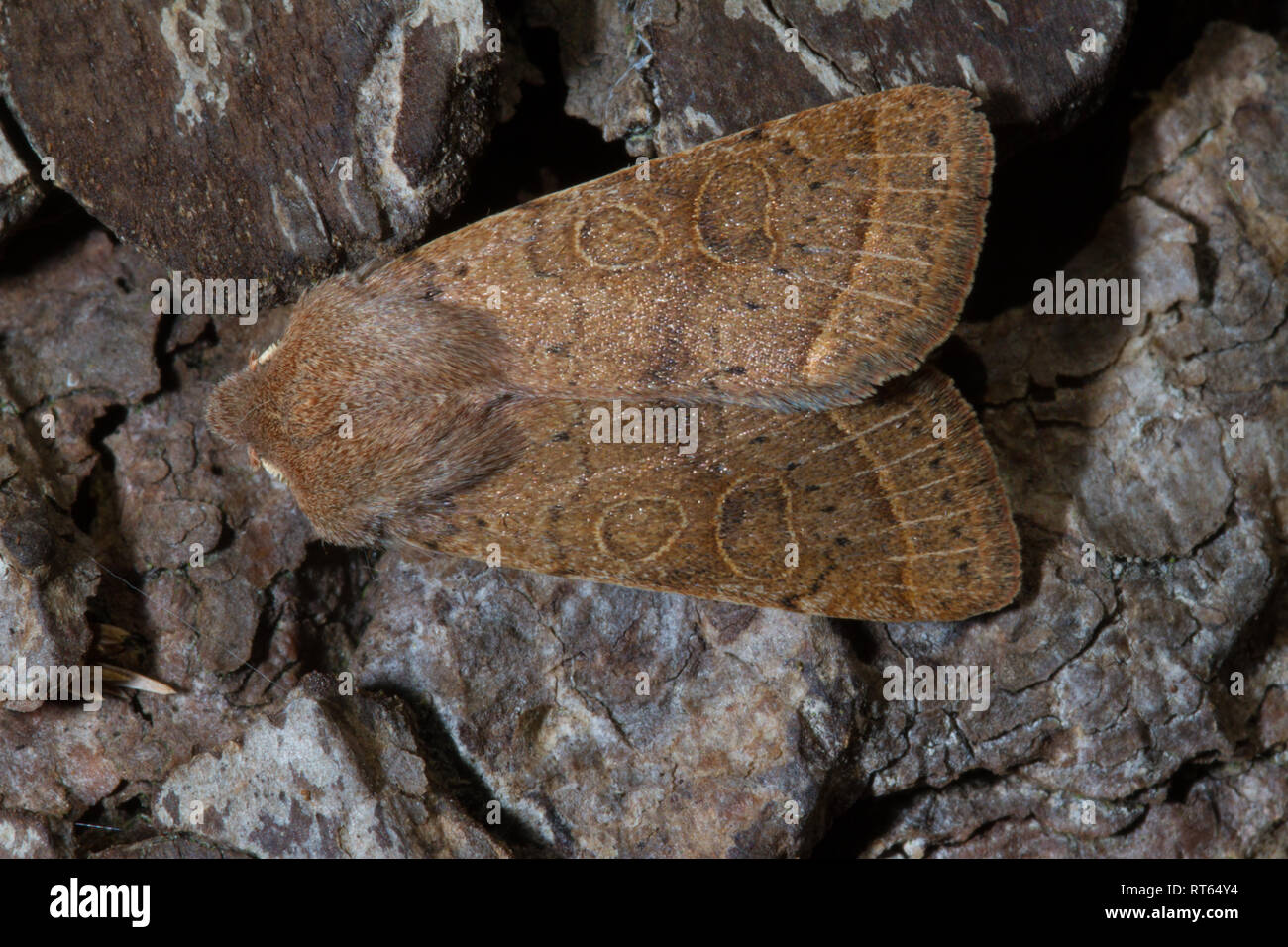 Moth face close up hi-res stock photography and images - Alamy