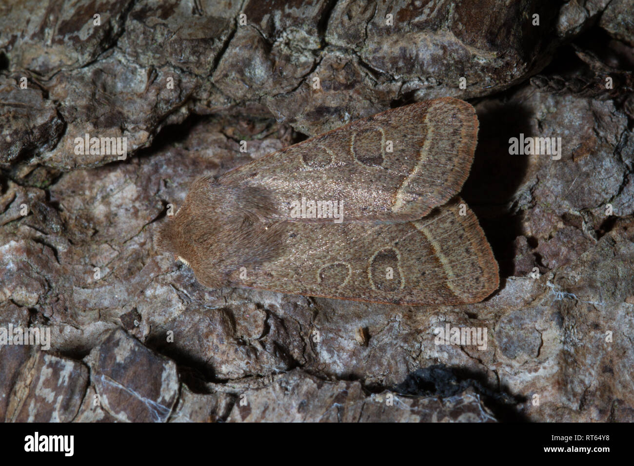 A Common Quaker moth (Orthosia cerasi) at rest on tree bark Stock Photo ...