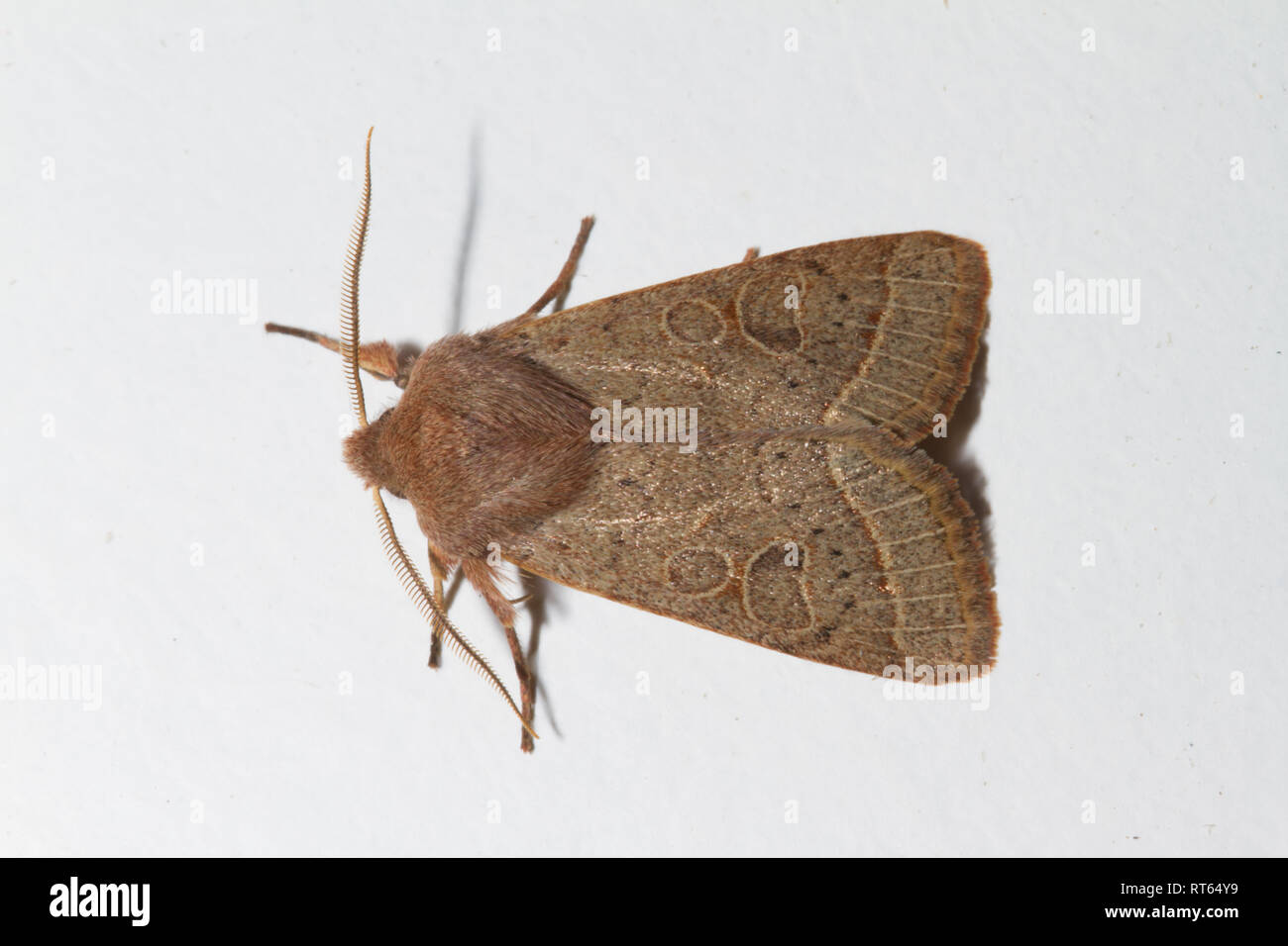 A Common Quaker moth (Orthosia cerasi) at rest on a white board Stock ...