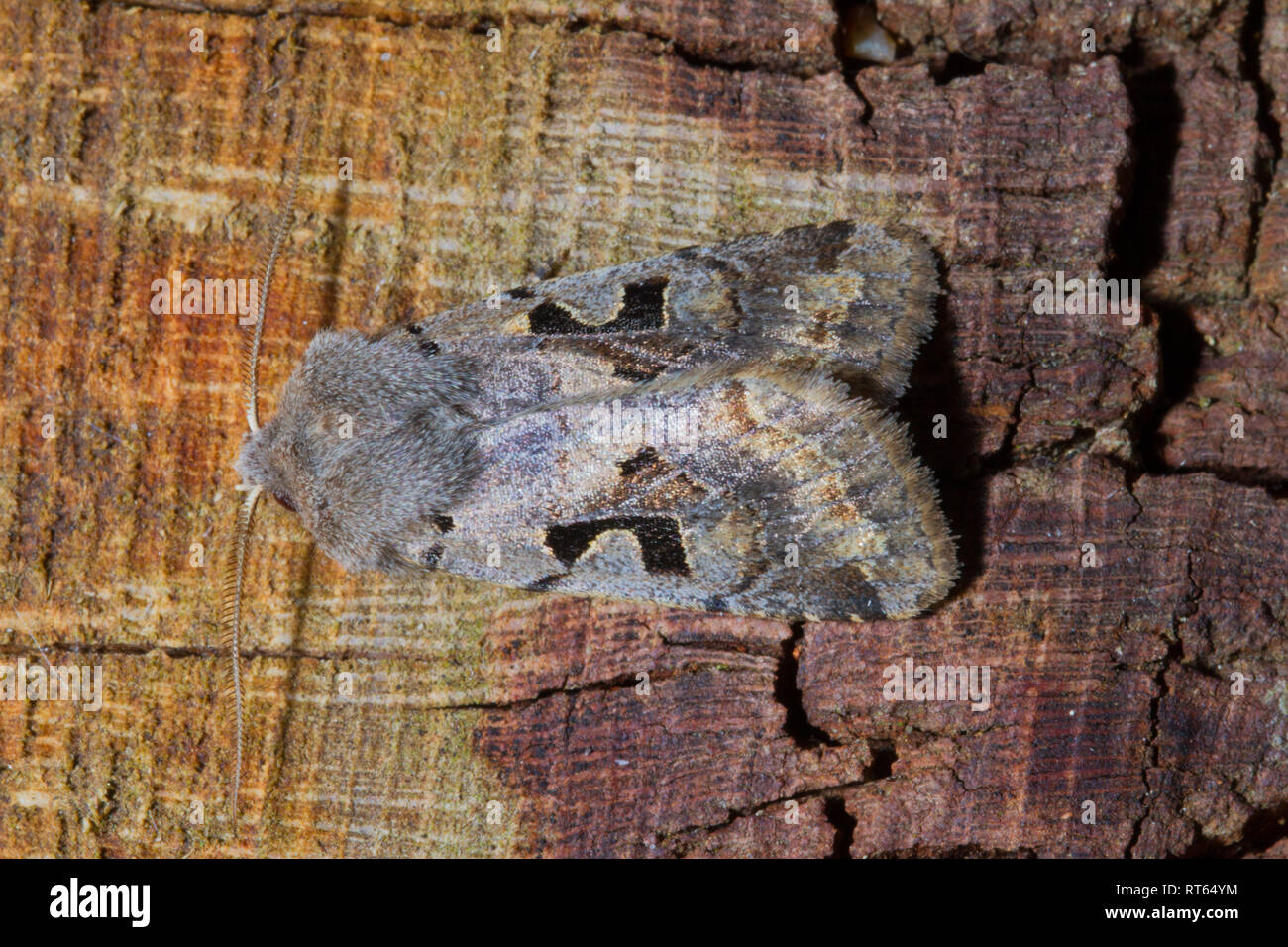 Hebrew Character moth (Orthosia gothica) resting on a log Stock Photo ...