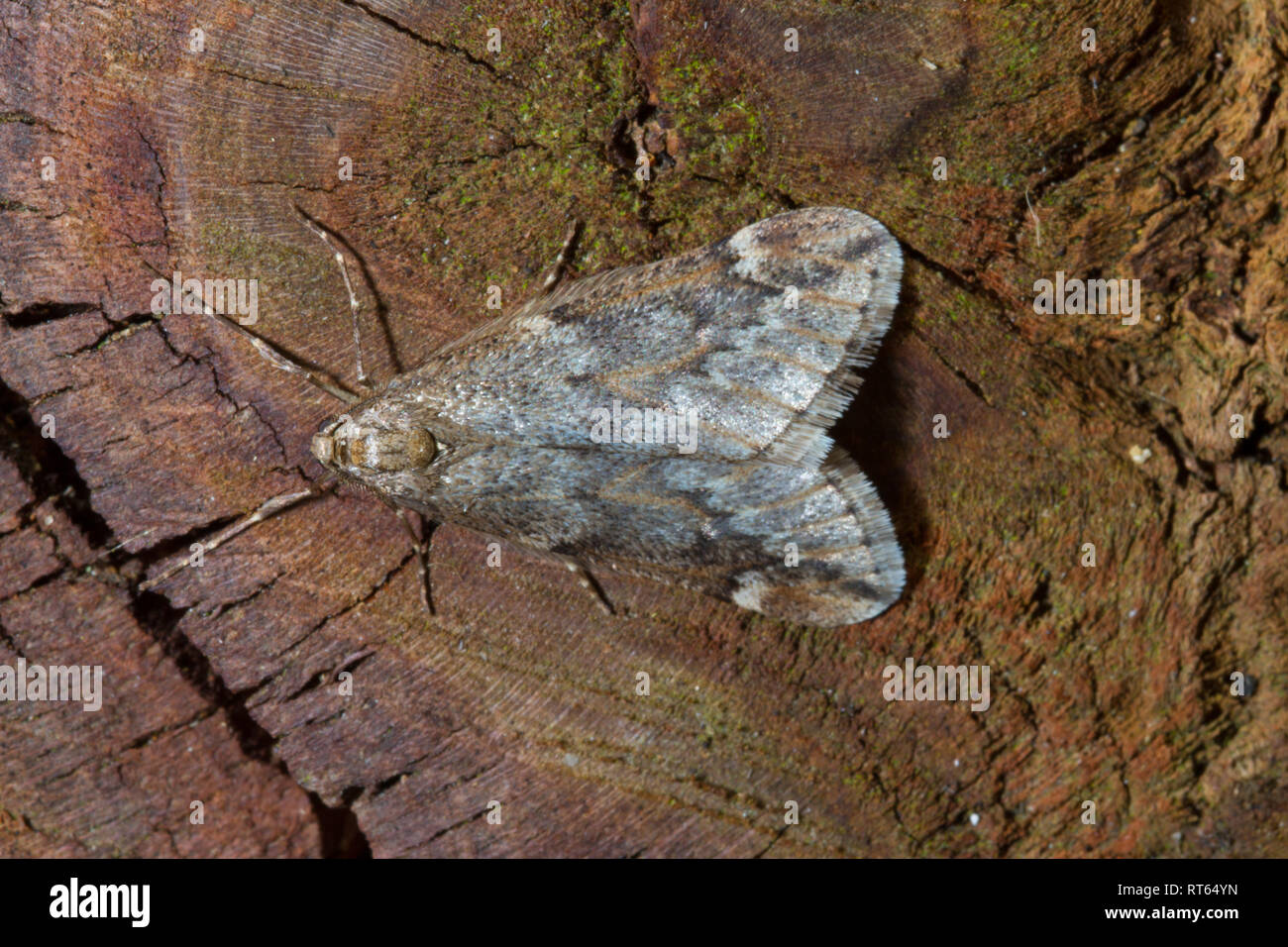 March Moth (Alsophila aescularia) resting on a tree stump Stock Photo ...