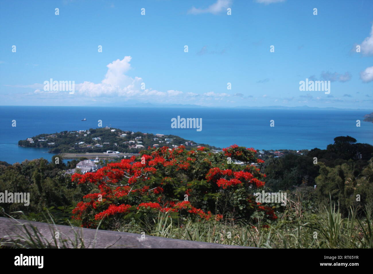 Caribbean flame tree red flowers hi-res stock photography and images ...
