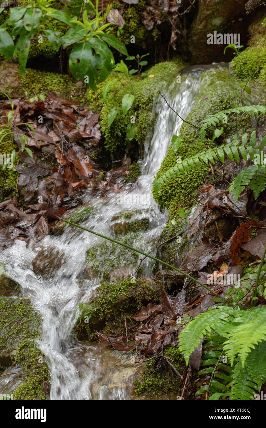 Small stream forming during heavy rainfall Stock Photo - Alamy