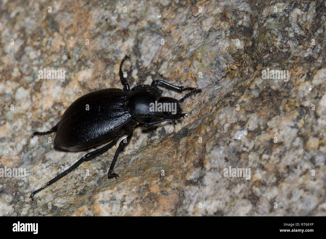 Stenomorpha sp hi-res stock photography and images - Alamy
