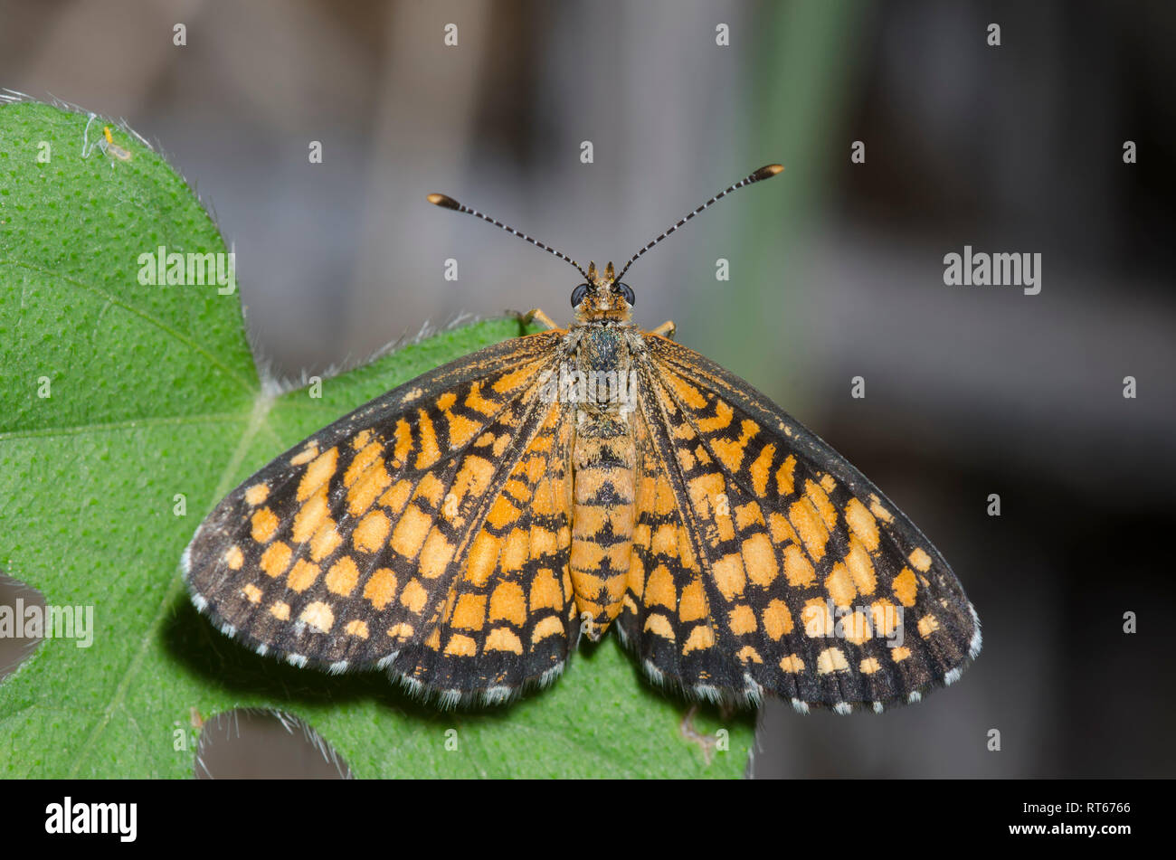 Elada hi-res stock photography and images - Alamy