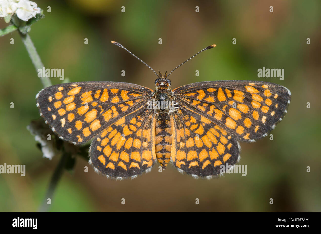 Texola elada hi-res stock photography and images - Alamy