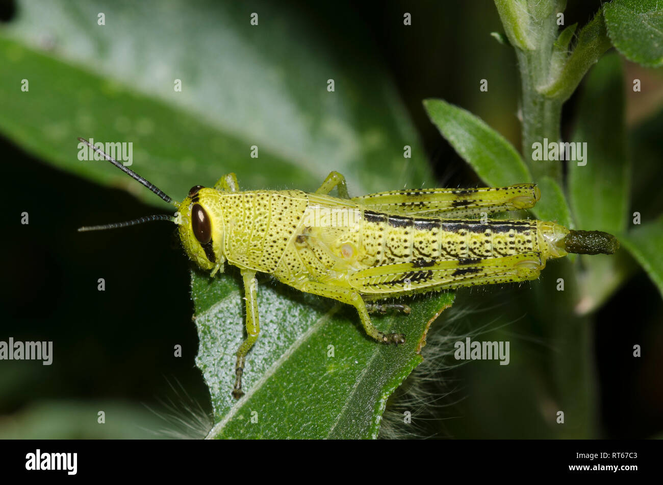 Bird defecation hi-res stock photography and images - Alamy