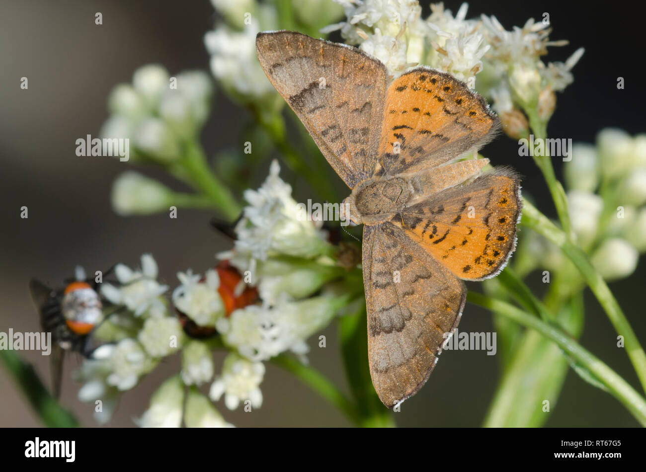 Arizona metalmark butterfly hi-res stock photography and images - Alamy