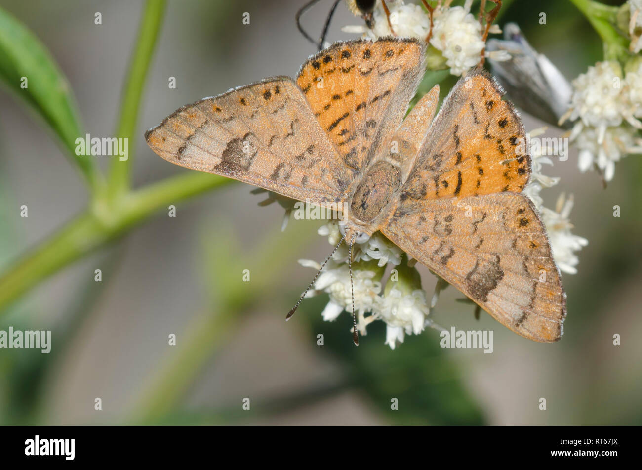 Arizona metalmark butterfly hi-res stock photography and images - Alamy