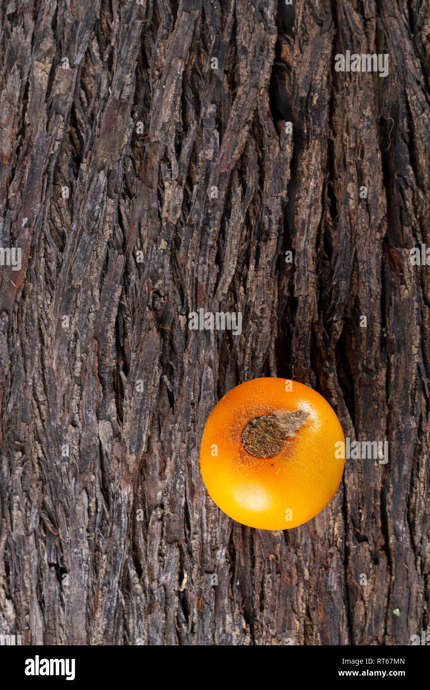 Fruit of lulo on tree bark (Solanum quitoense Stock Photo - Alamy