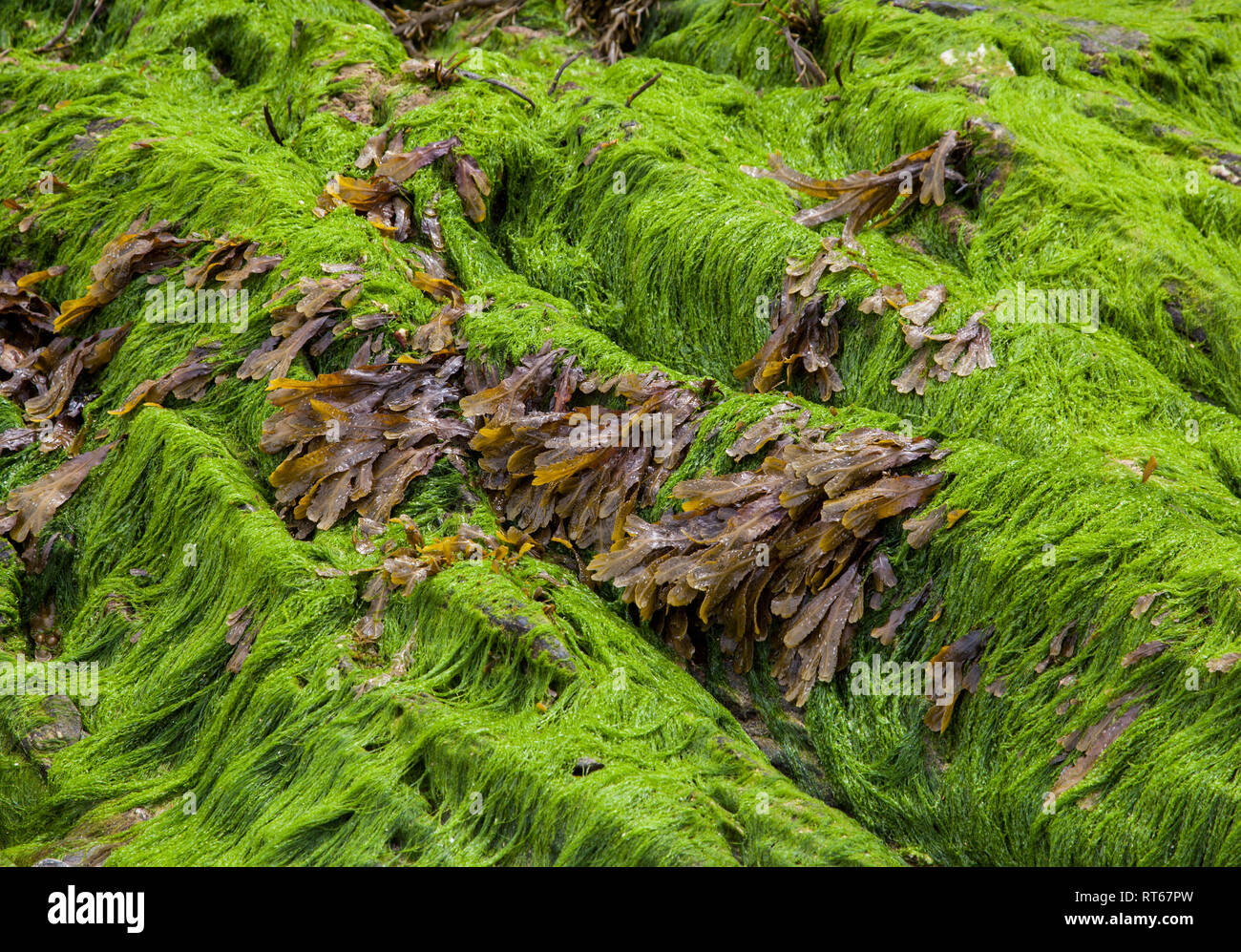Green seaweed over rocks at low tide on the edge of the beach at ...