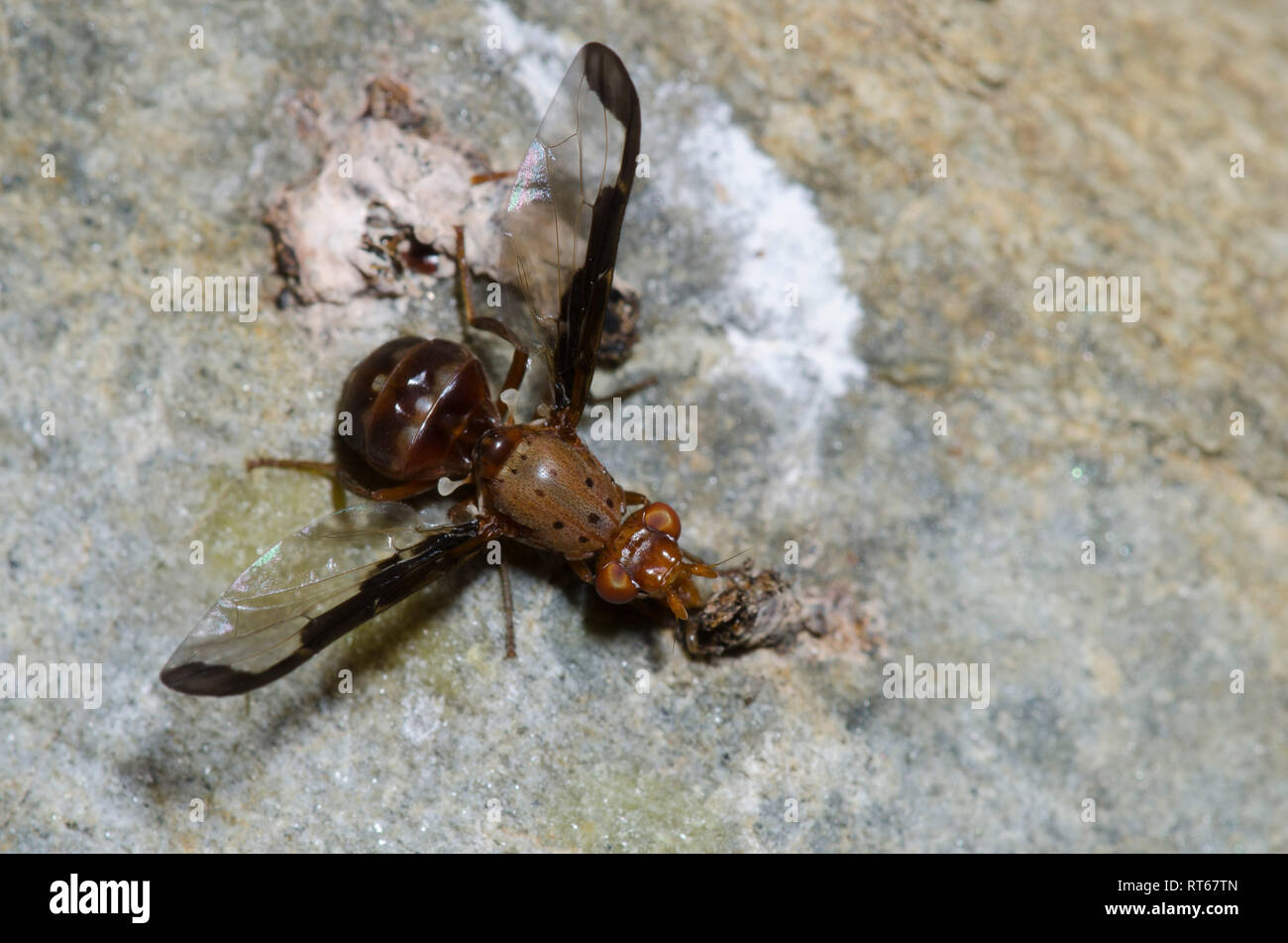 Picture-winged Fly, Diacrita costalis, probing bird dropping Stock ...