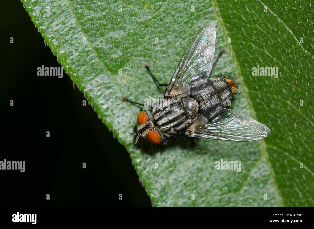 Flesh Fly, Family Sarcophagidae, male Stock Photo - Alamy