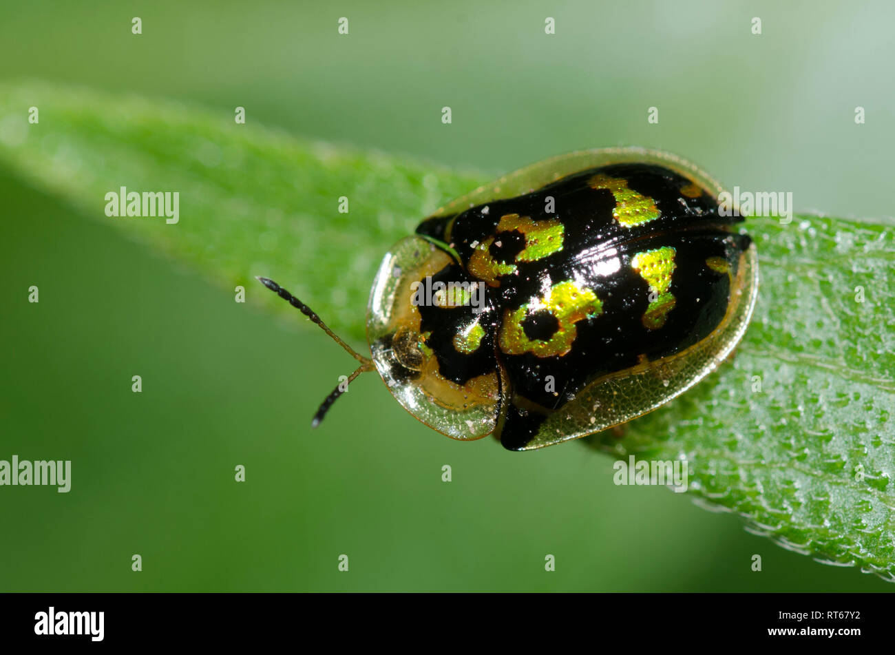 Tortoise Beetle, Deloyala lecontii Stock Photo - Alamy