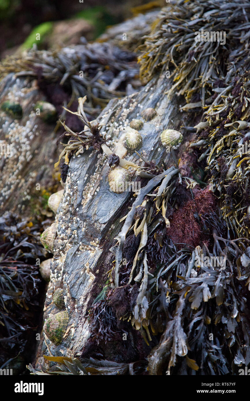 Seaweed on rocks at low tide on Salcombe beach, Devon, England ...