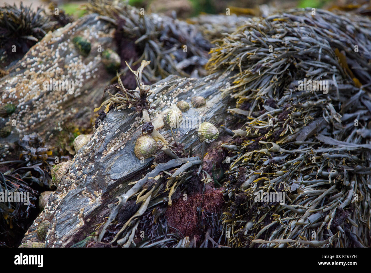 Seaweed on rocks at low tide on Salcombe beach, Devon, England ...