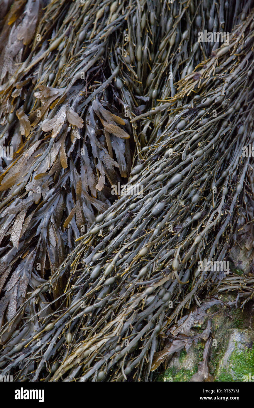 Seaweed on rocks at low tide on Salcombe beach, Devon, England ...