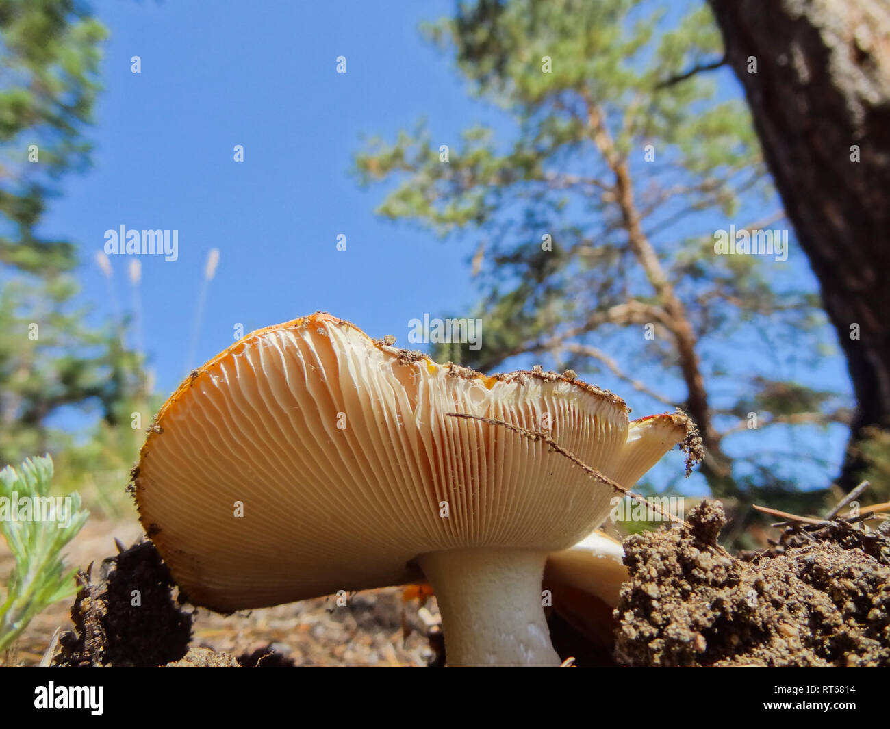 Plate mushroom bottom view. Plate mushroom bottom view Stock Photo - Alamy