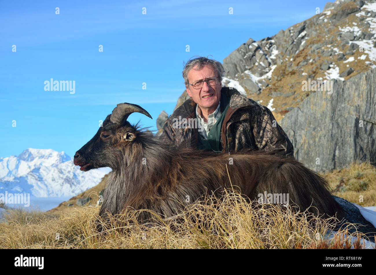 Feral goats new zealand hi-res stock photography and images - Alamy