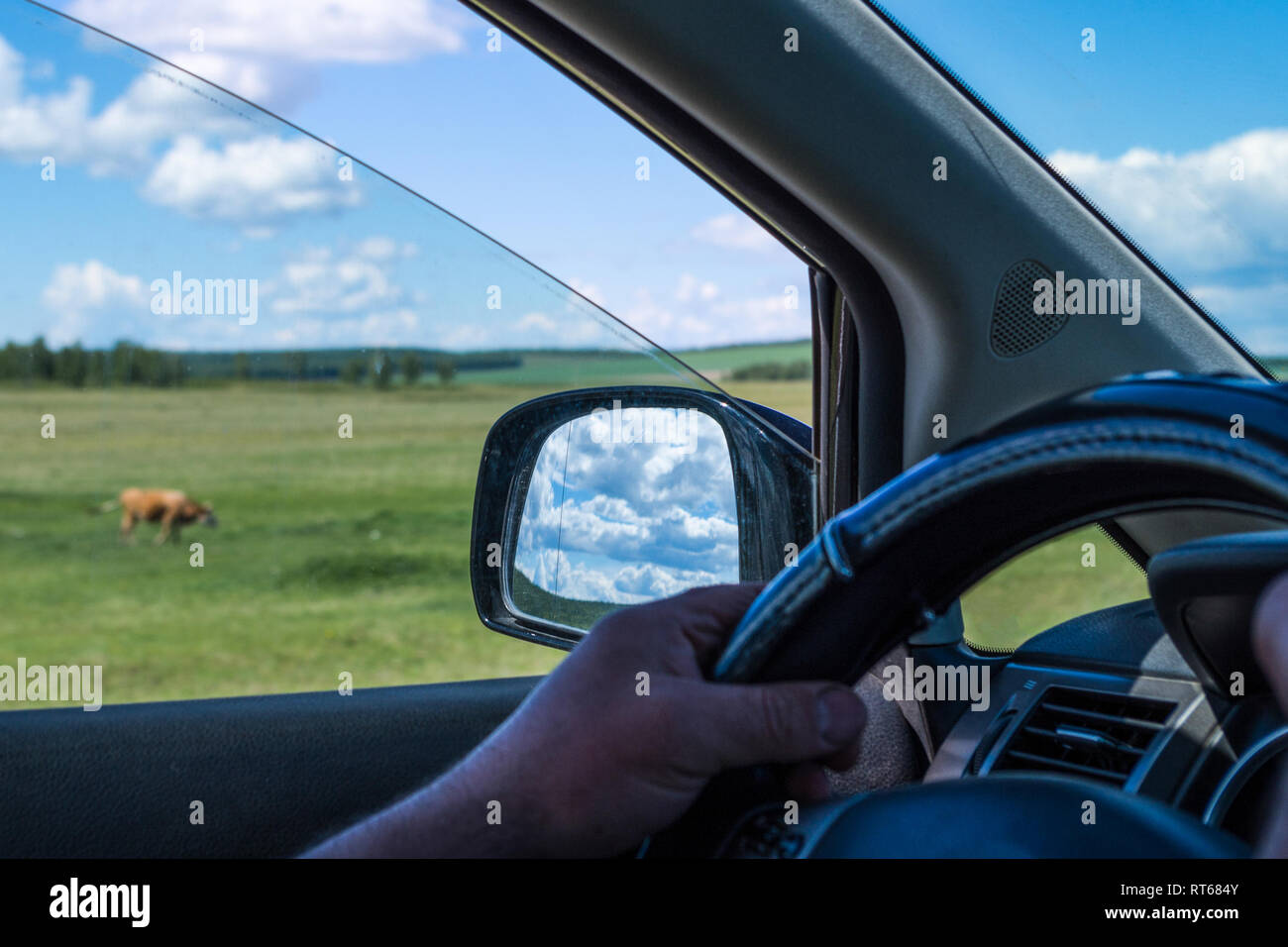 The view from the car window to the pasture, the steering wheel of the ...