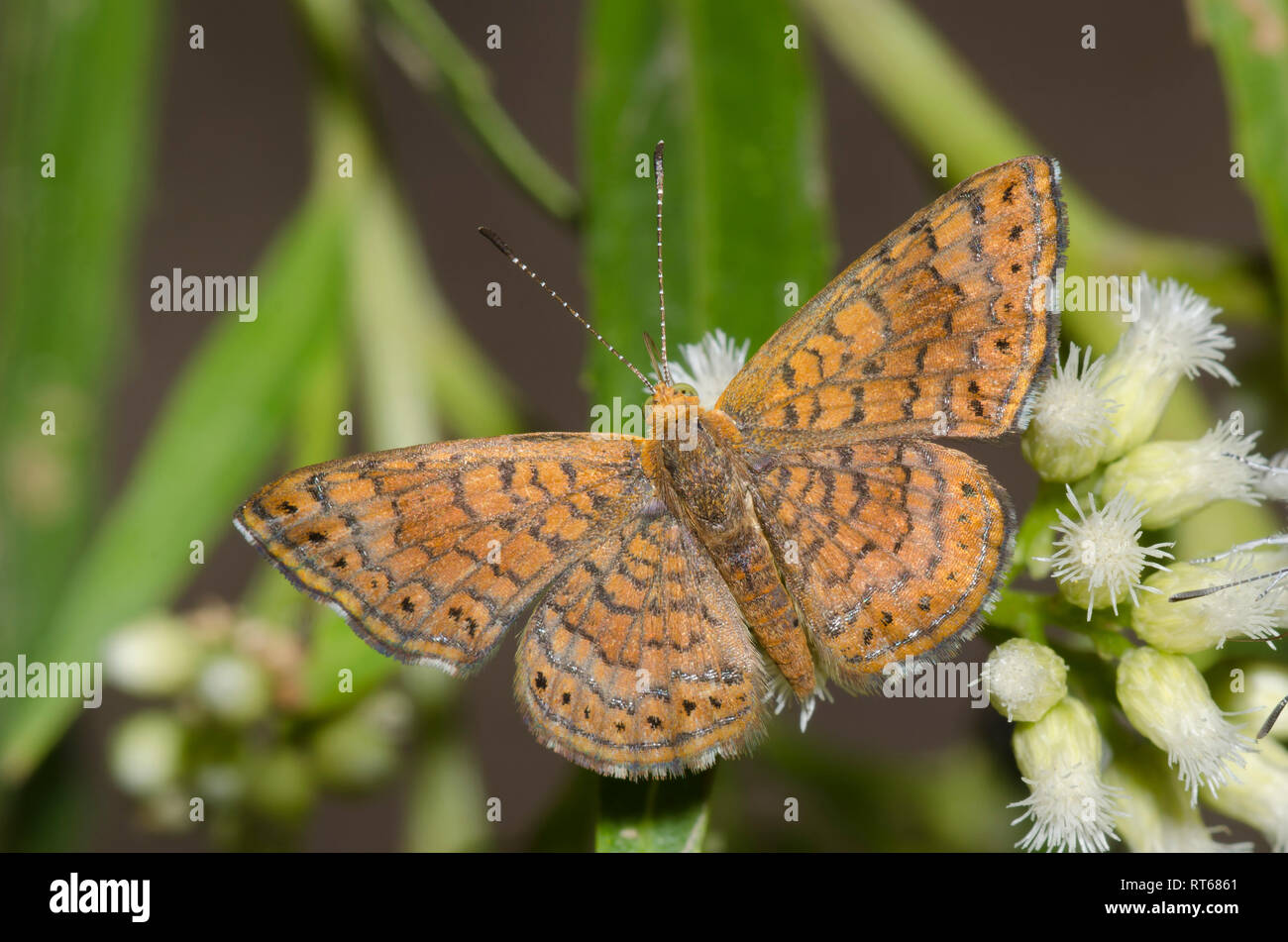 Fatal Metalmark, Calephelis nemesis, male nectaring on Seep-willow ...