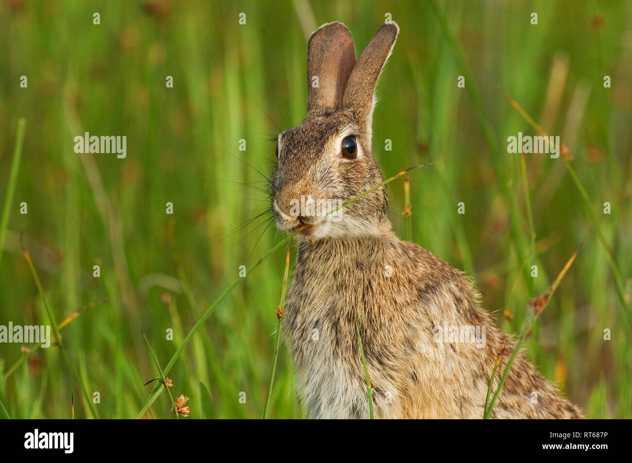 Eastern cottontail rabbit Stock Photo - Alamy