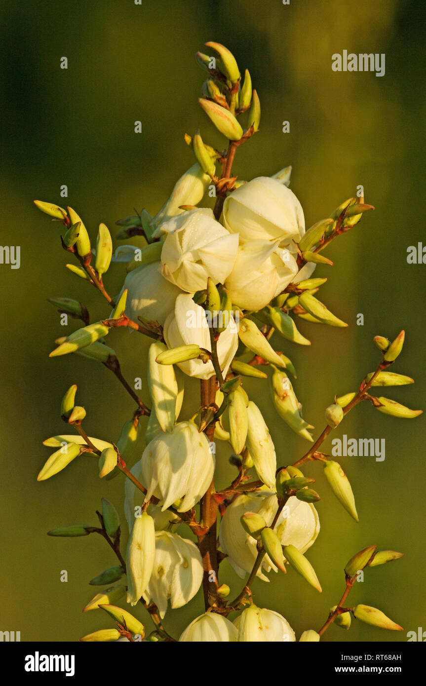 Flowering yucca plant Stock Photo - Alamy