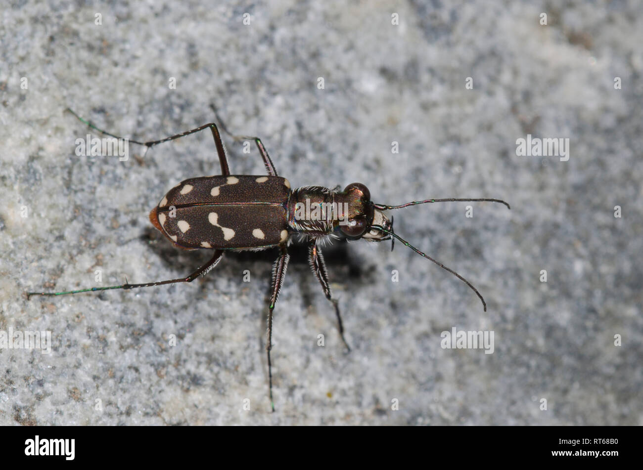 Western red bellied tiger beetle hi-res stock photography and images ...