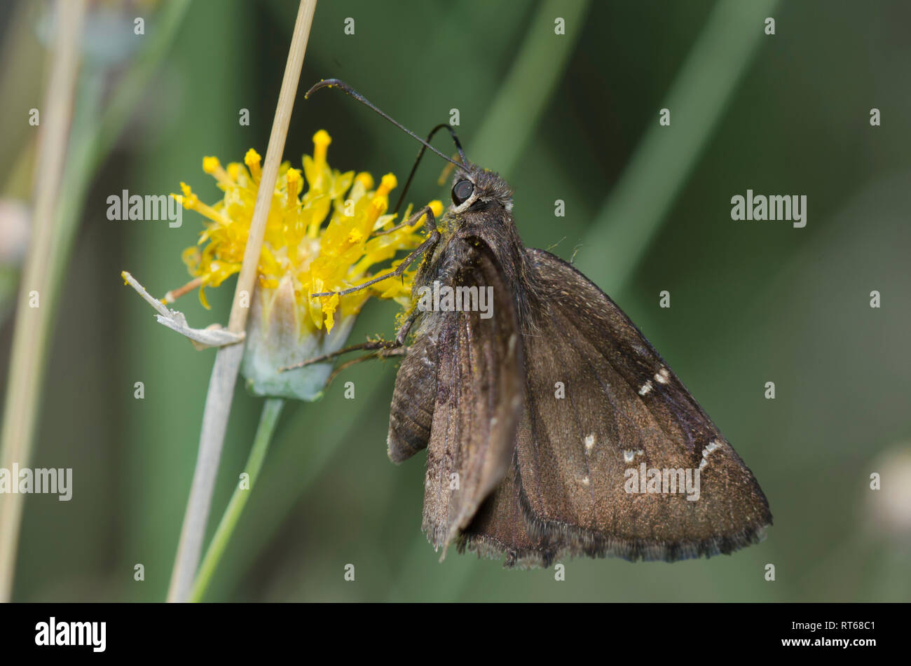 Northern Cloudywing, Cecropterus pylades, female nectaring on Sweetbush ...