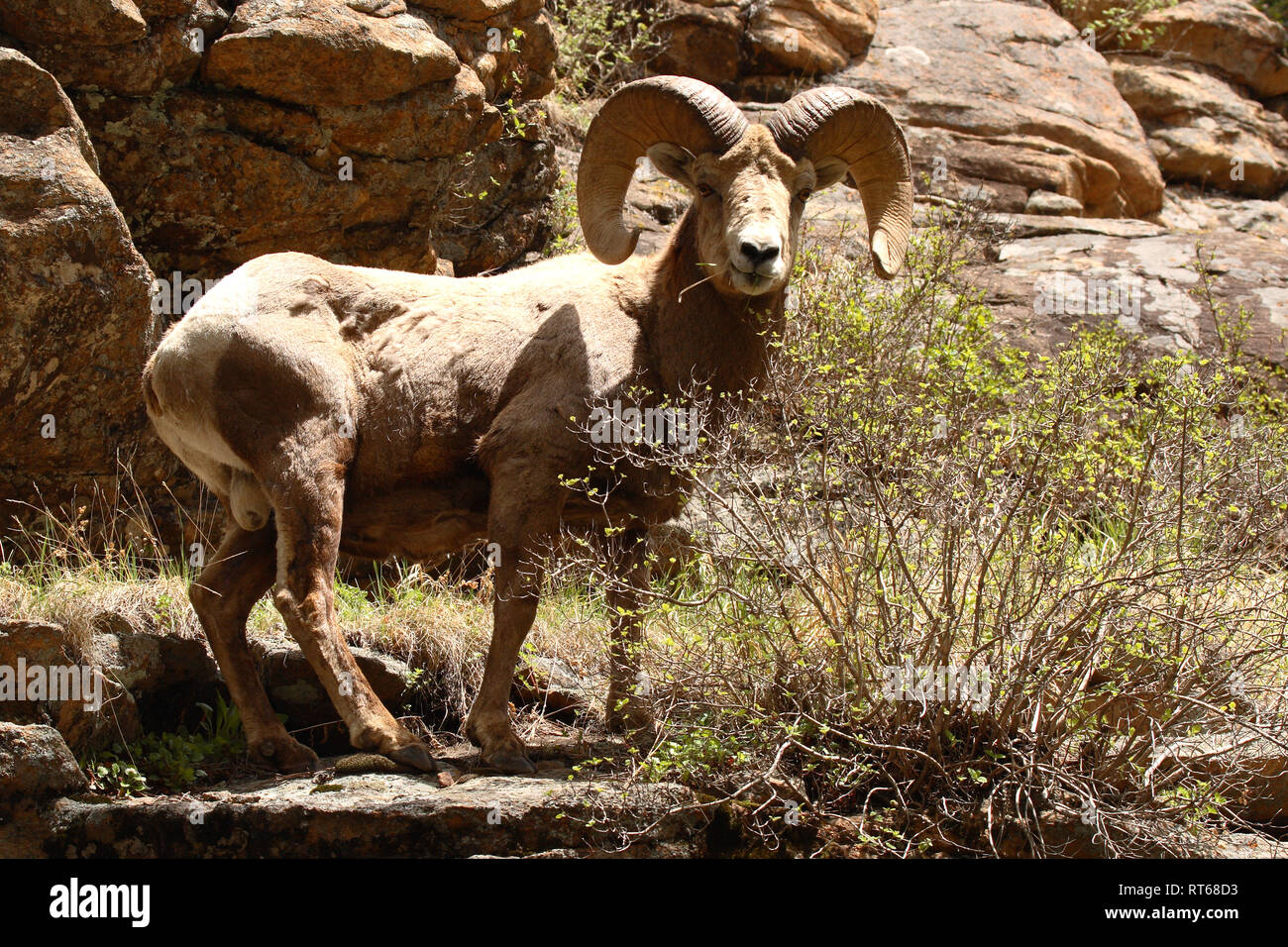 A large Bighorn Ram feeding in the Rocky Mountains Stock Photo - Alamy