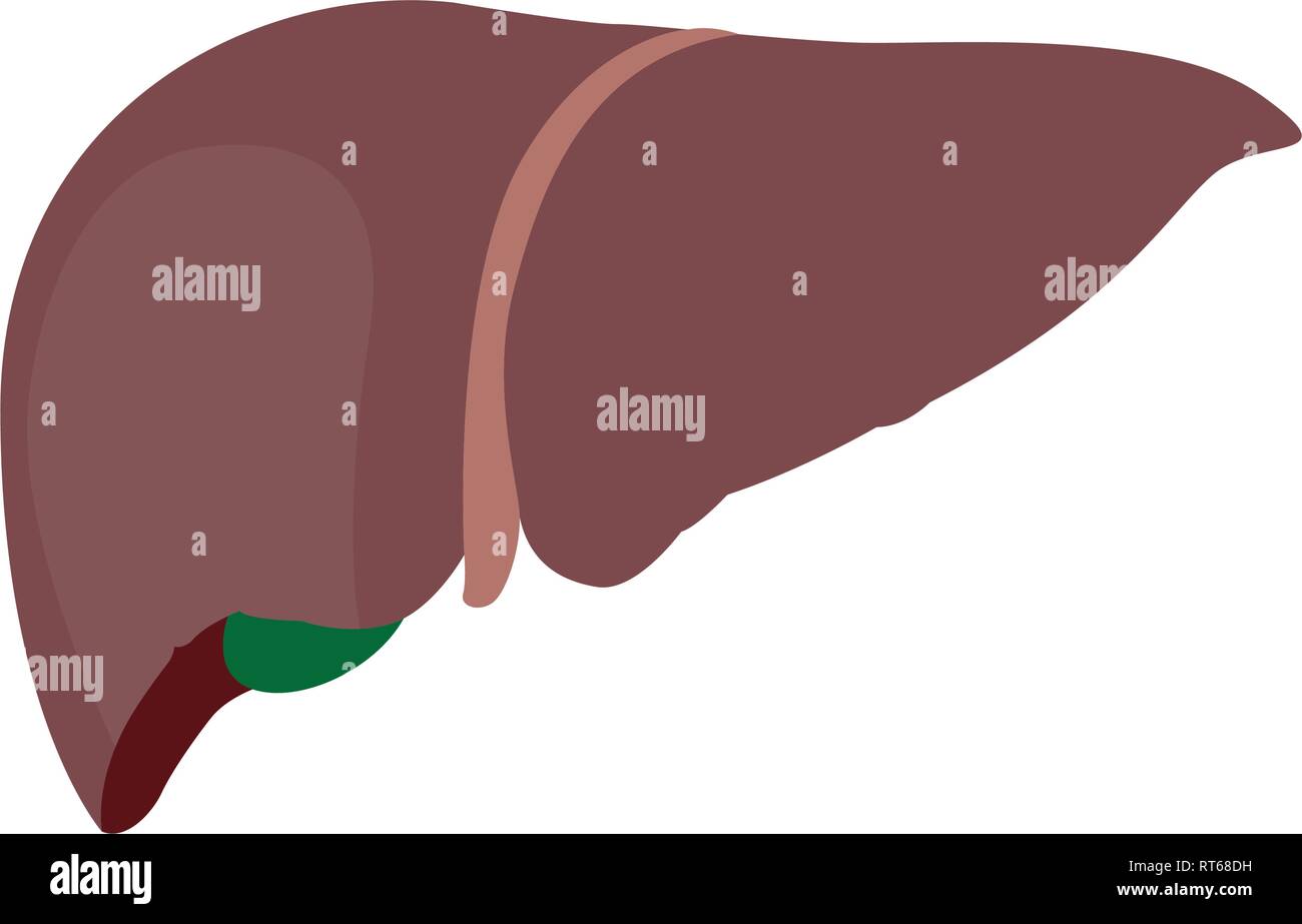 Liver fatty Stock Vector Images - Alamy
