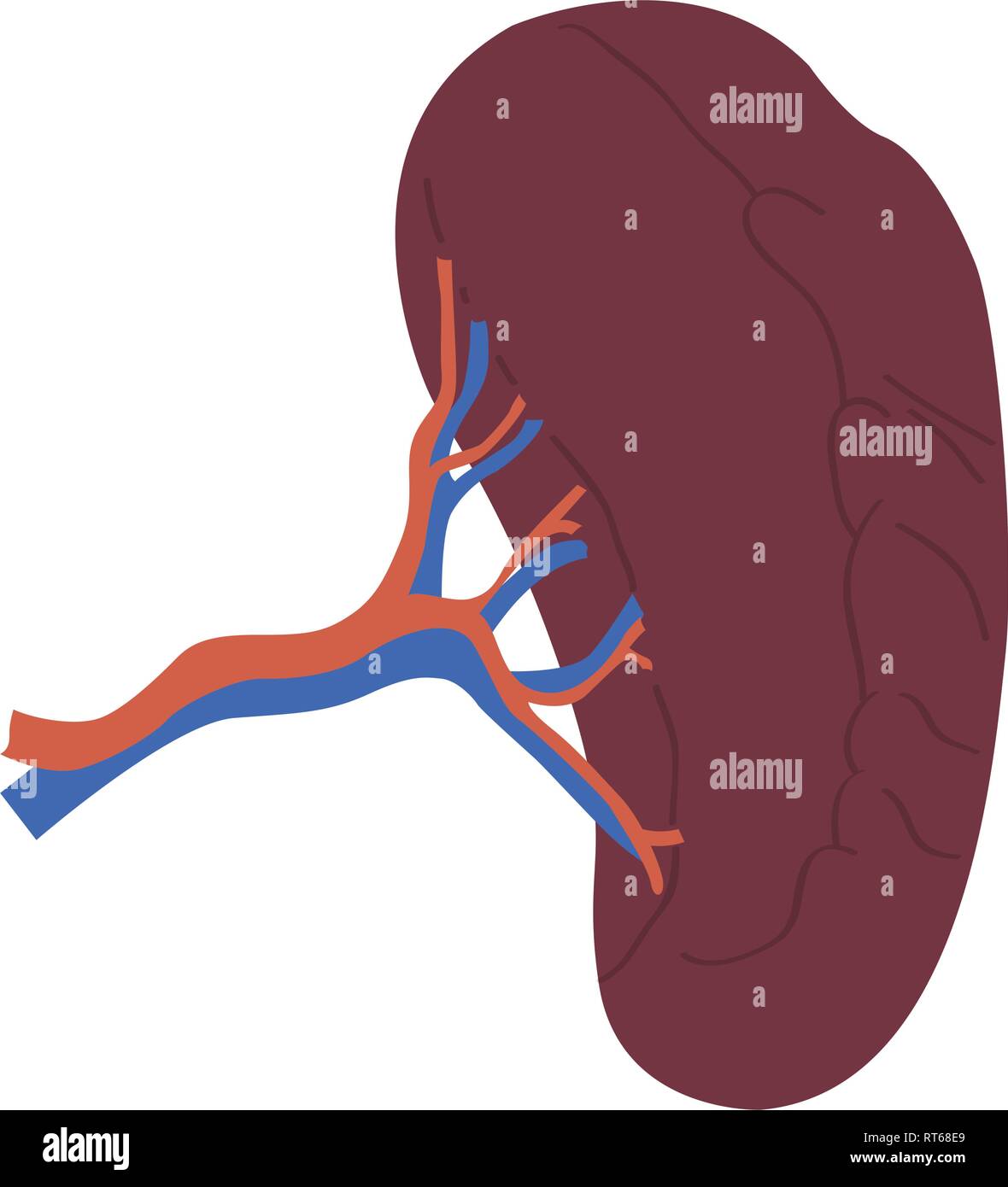 Isolated human kidney Stock Vector Image & Art - Alamy