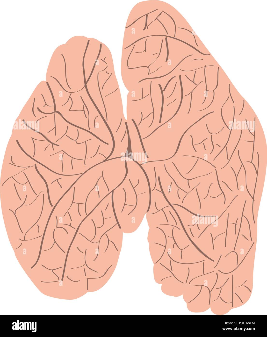 Human brain cut Stock Vector Images - Alamy