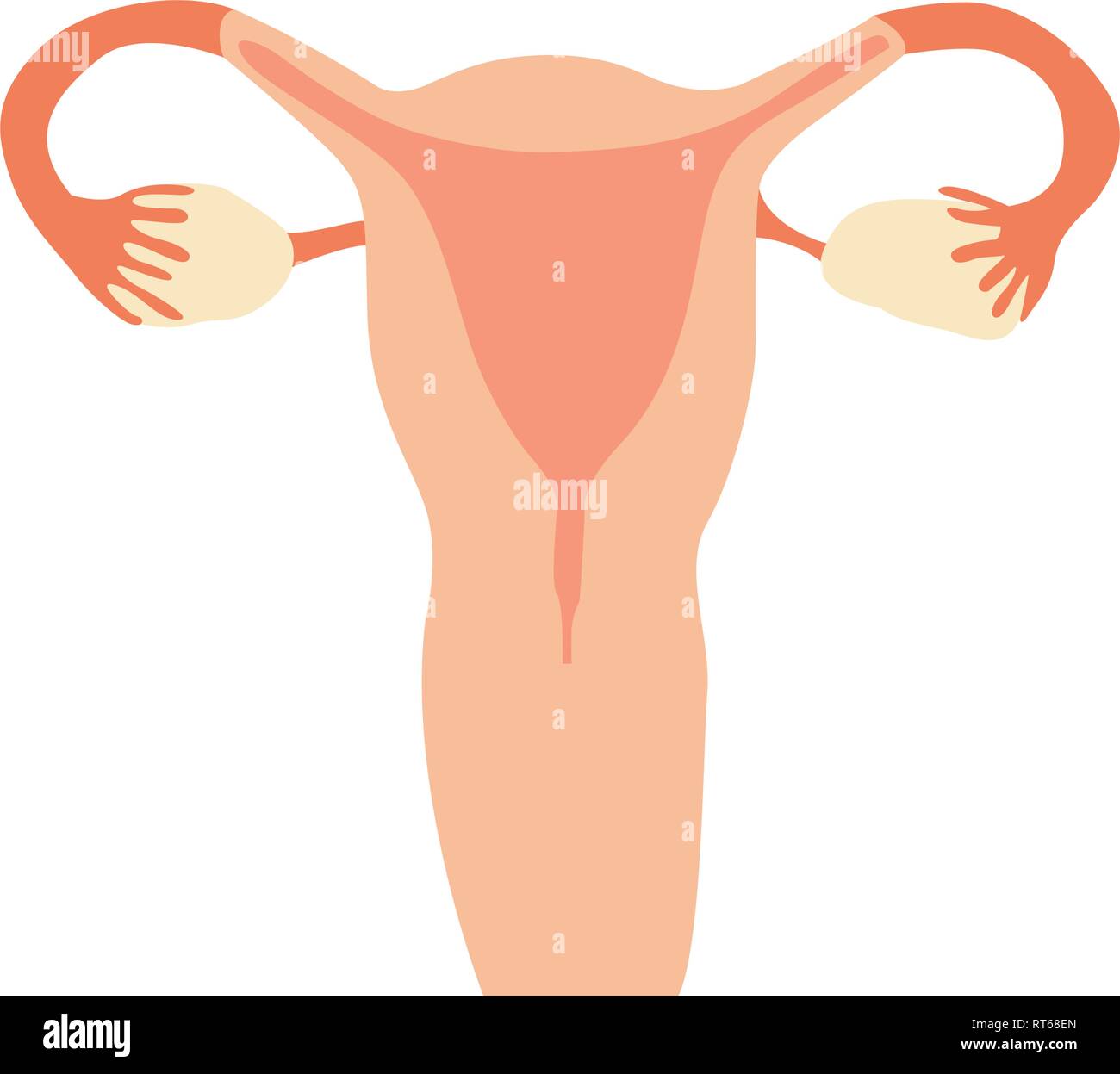 Isolated Female Reproductive System Stock Vector Image And Art Alamy