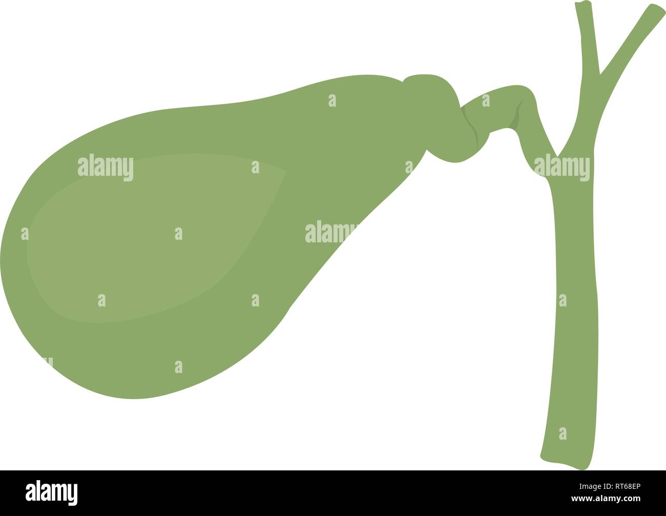 Human internal organ gallbladder Stock Vector Images - Alamy