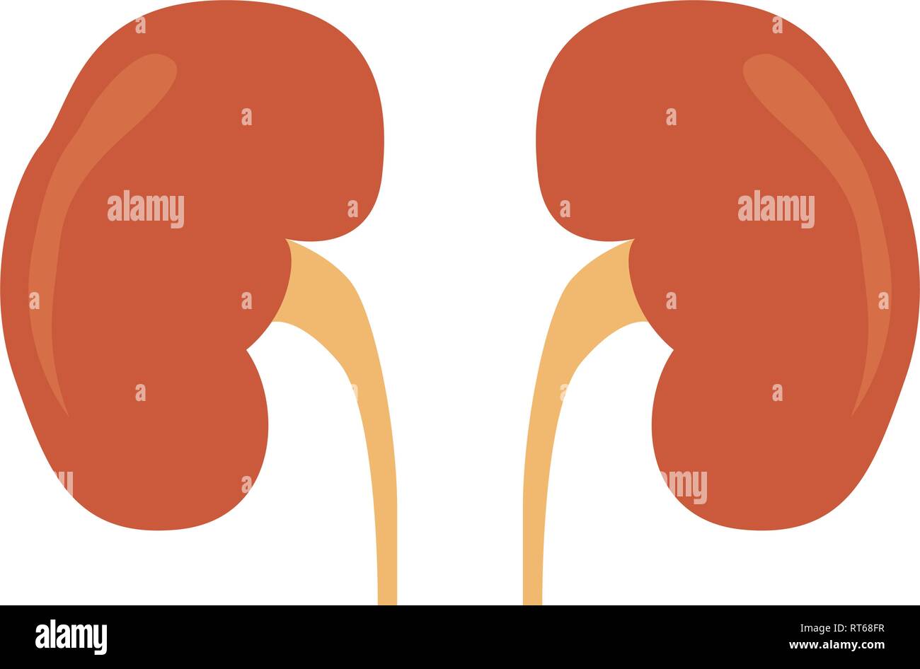 Human urinary system kidneys Stock Vector Images - Alamy
