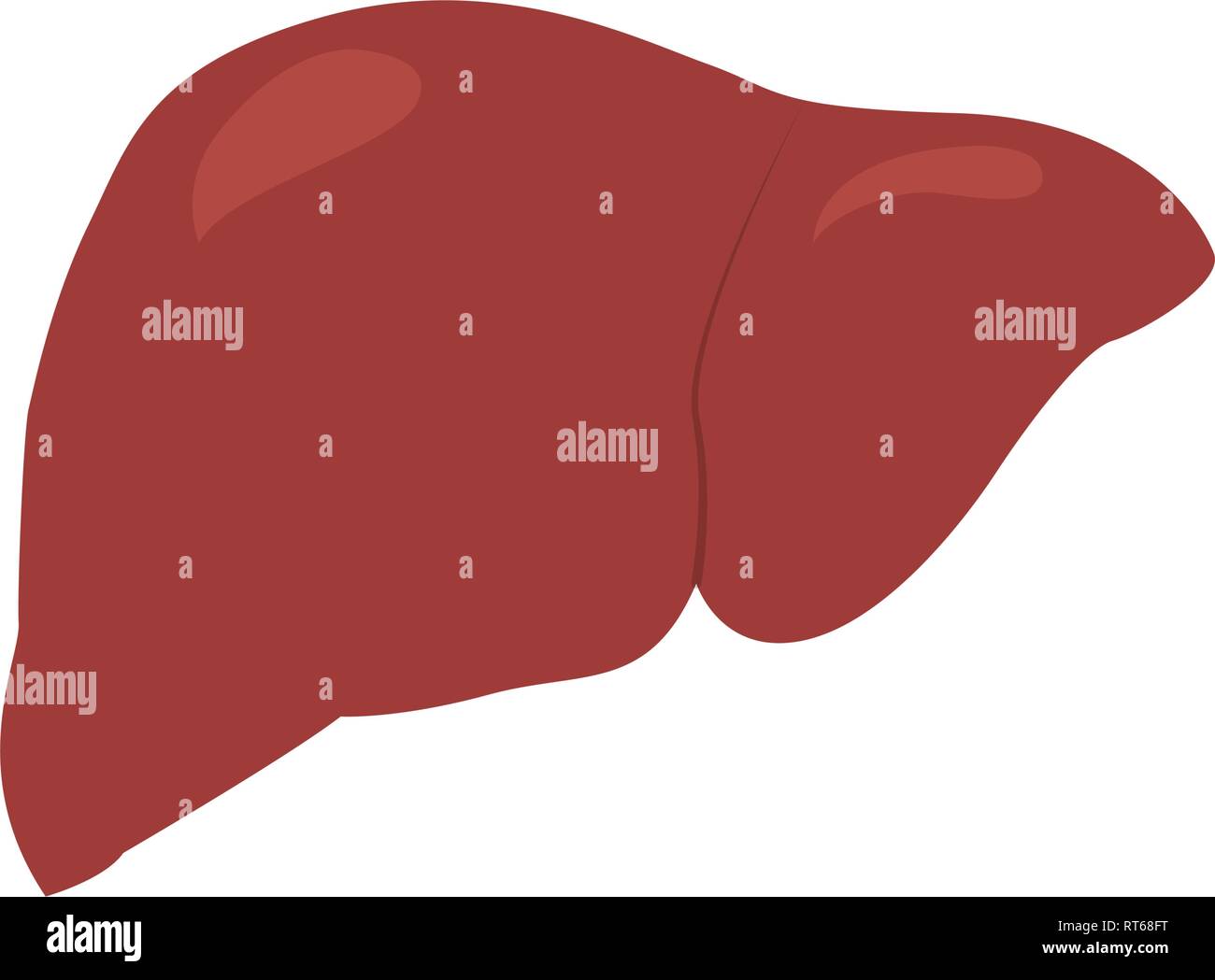 Isolated human liver Stock Vector Image & Art - Alamy