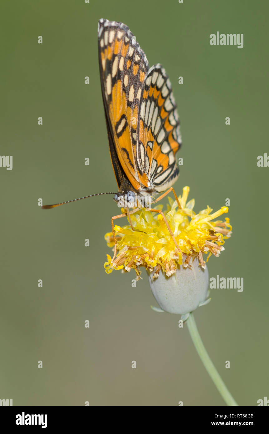 Theona Checkerspot, Chlosyne theona, nectaring on Sweetbush, Bebbia ...