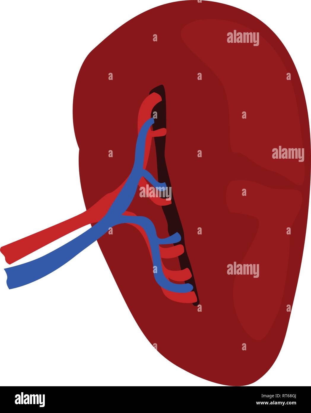 Isolated human kidney Stock Vector Image & Art - Alamy