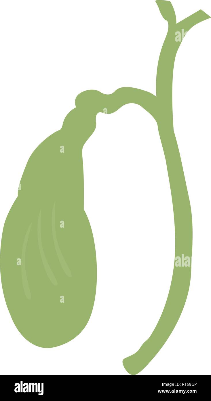 Isolated human gallbladder Stock Vector Image & Art - Alamy