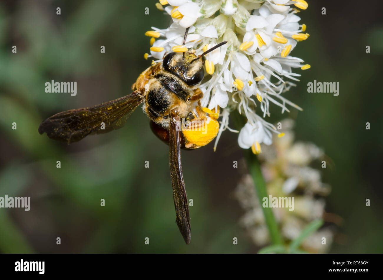 Prickly-poppy Andrena, Andrena argemonis, on Prairie Clover, Dalea sp ...